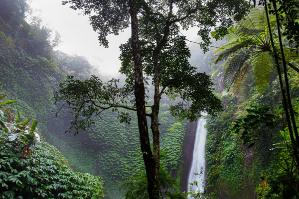 La relación entre los bosques y el agua – Agua.org.mx