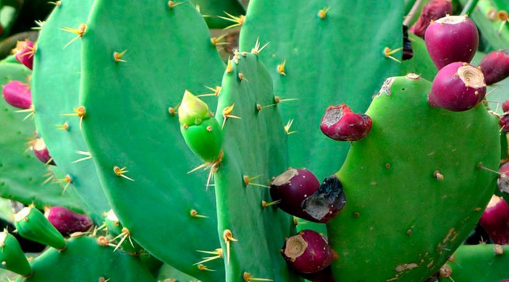 nopal – Agua.org.mx