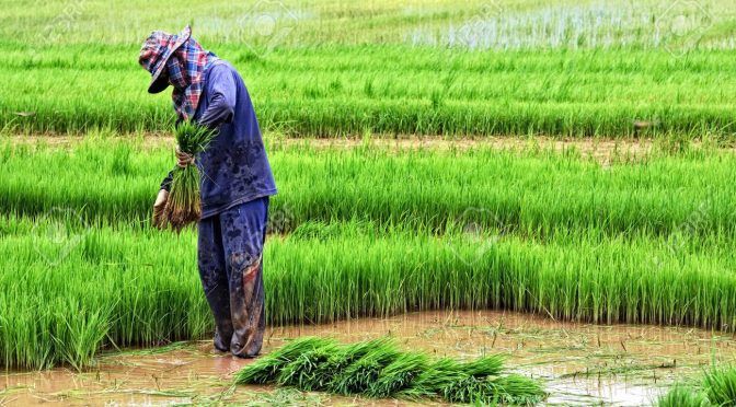 cosecha de arroz – Agua.org.mx