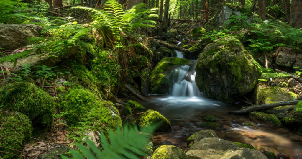 Arroyo-1140x600 – Agua.org.mx