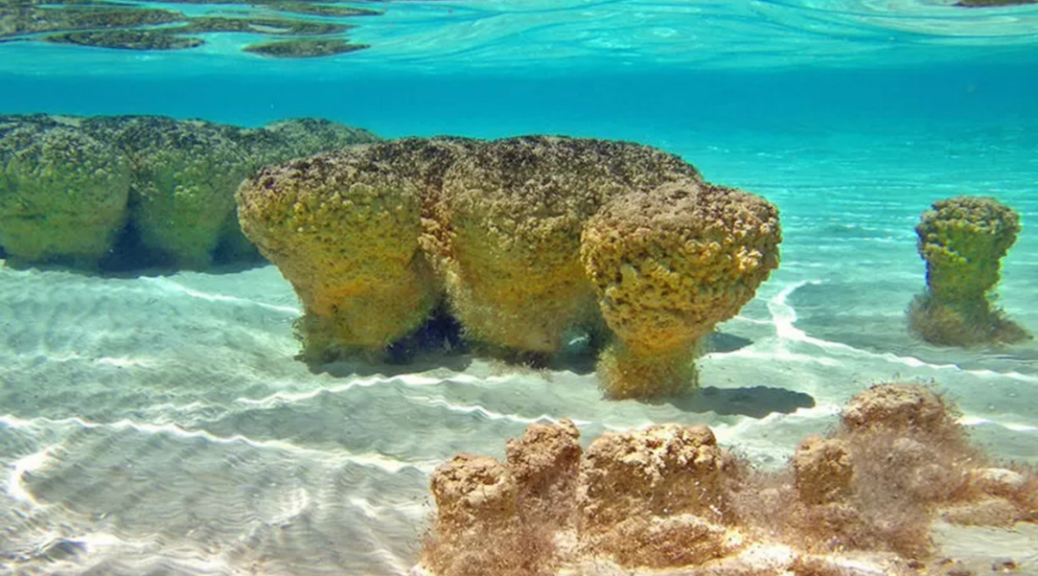 vida acuática – Agua.org.mx