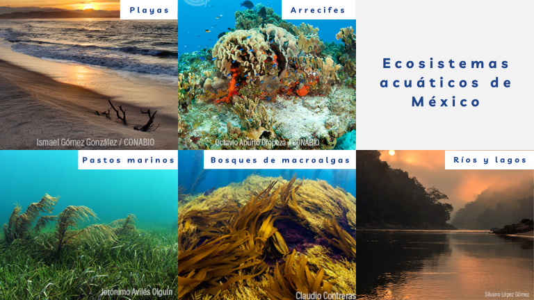 Ecosistemas acuáticos de México: manglares – Agua.org.mx